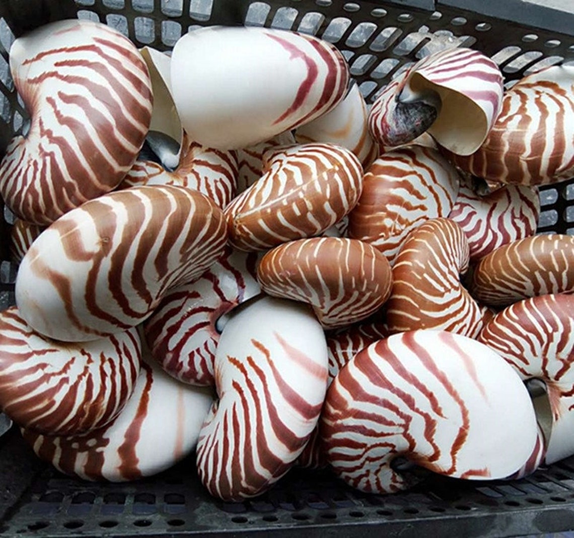 Big Famous Screw Natural Conch Nautilus Shell Starfish Craft - Etsy Canada