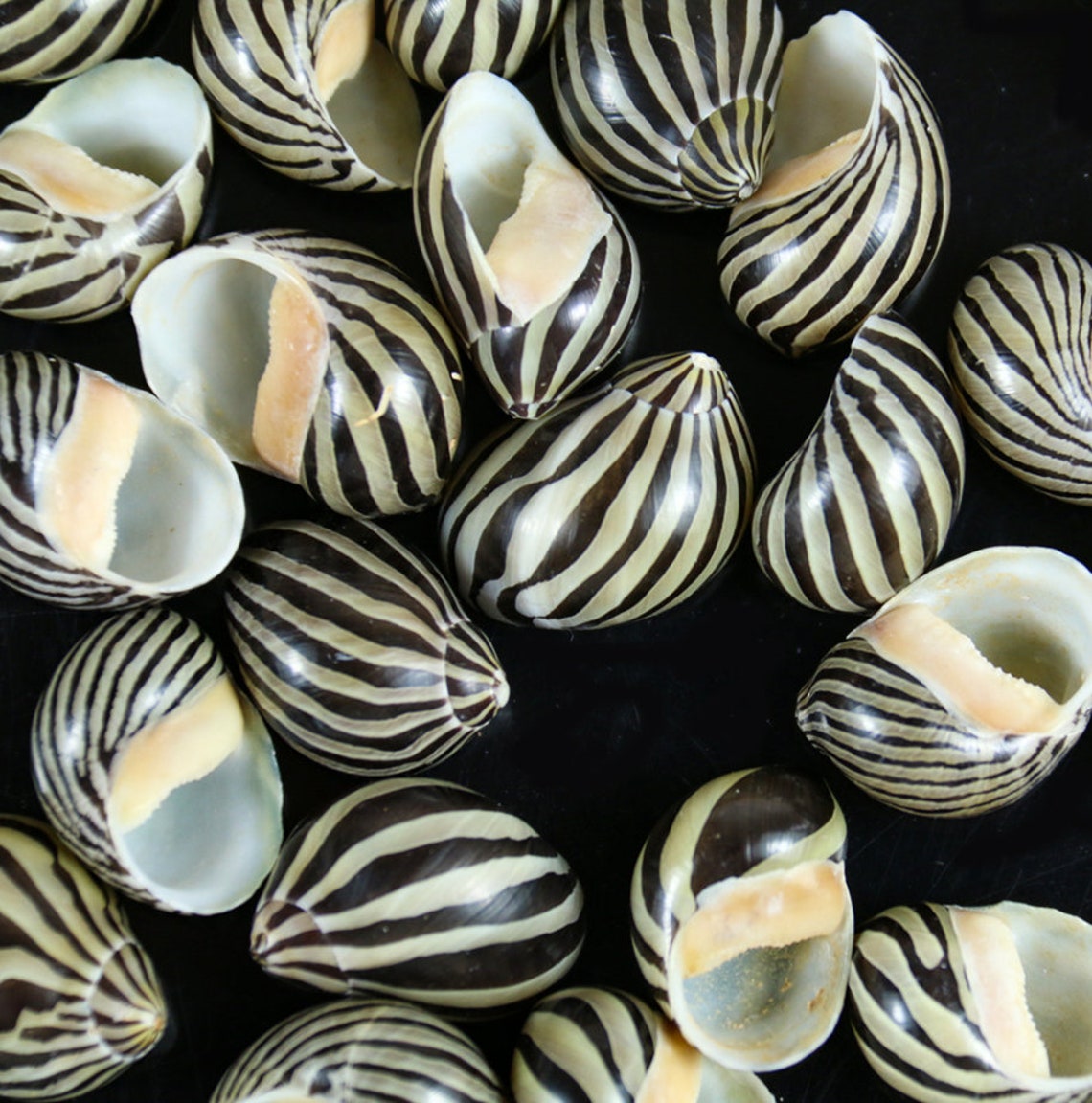 5 Zebra Conch Seashells: Natural Fossil Collectibles, Fish Tank Decor ...