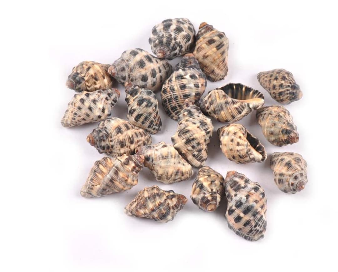 20pcs Natural Nautical Spiral Spot Seashells Ornaments Shells Conch ...