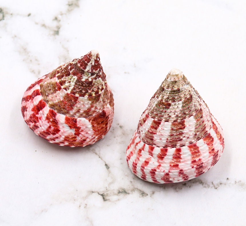 5.5cm LARGE Natural Red Tower Snail Coral Sea Coral Tree - Etsy Norway