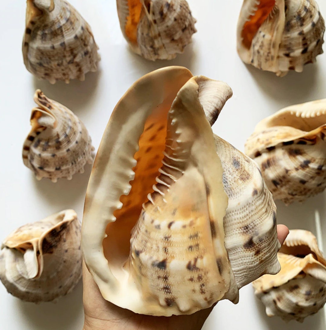 Large Natural Conch Shell (11-14cm): Hermit Crab Home Decor - Etsy