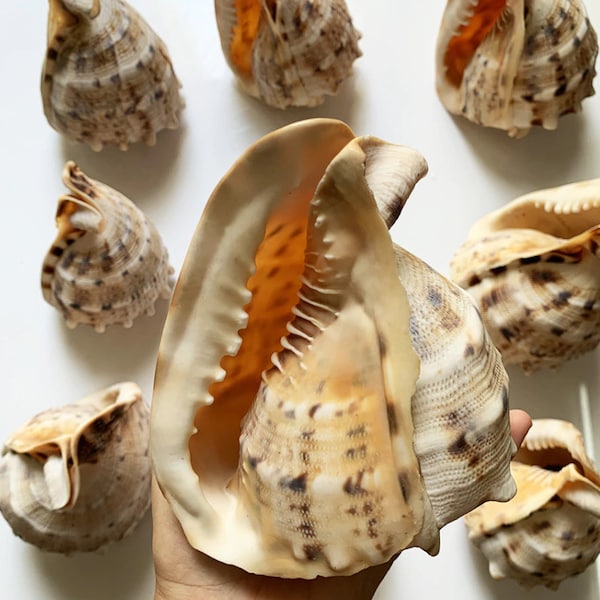 Hermit Crab Shell - Etsy