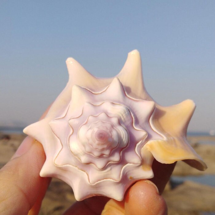 Natural Shell Large Conch Carmine Fish Tank Landscape Aquarium - Etsy