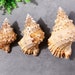 Rare Large Natural Fossil Conch Shell Craft Collection, Natural Crystal ...