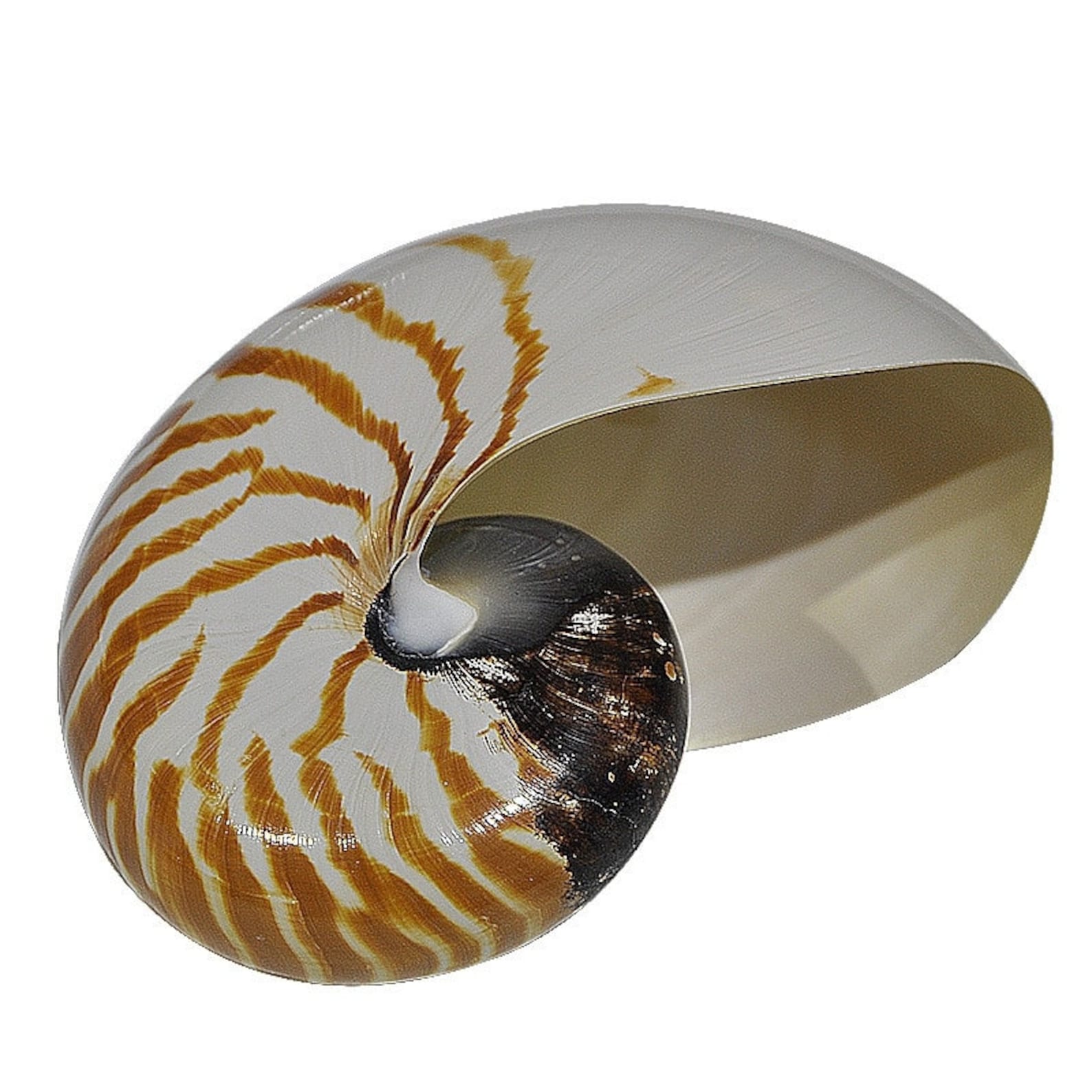 Big Famous Screw Natural Conch Nautilus Shell Starfish Craft - Etsy