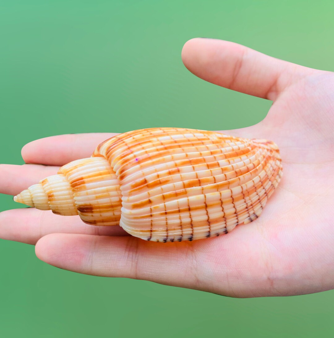9-10cm LARGE Natural Sea Coral Snails Seashell Corn Conch Specimen ...