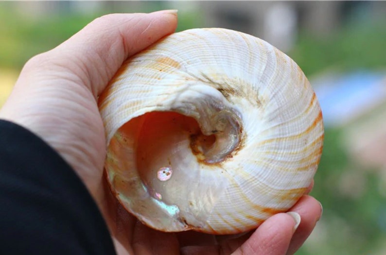 Natural Nautilus Seashell: Rare Conch Shell for Home Decor (6-8CM) - Etsy