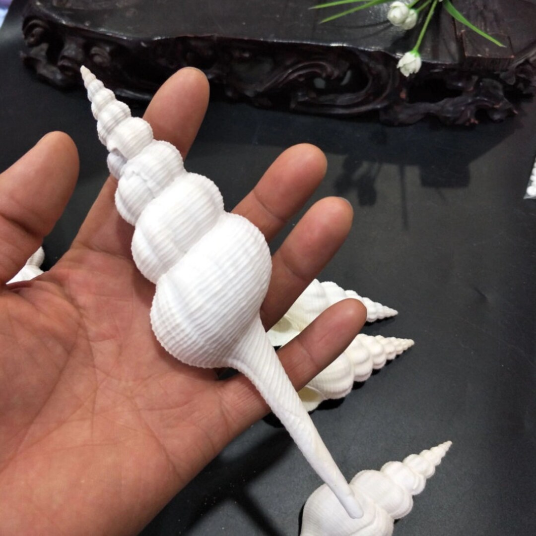 Rare Long Natural Conch Shells Snails , Natural Conch Shell Martin ...