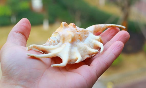 Extremely Rare 15-16cm Natural Large Conch Shells Floor - Etsy