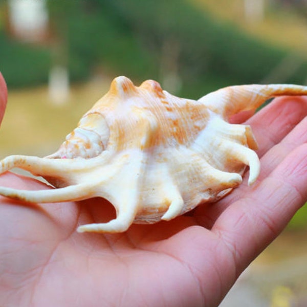 Rare Sea Shells - Etsy