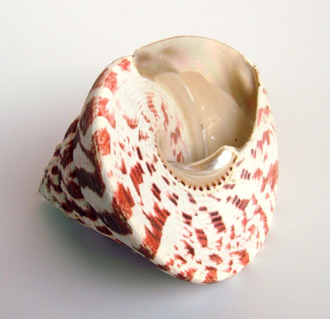 12-14cm LARGE Natural Red Tower Snail Coral Sea Coral Tree - Etsy