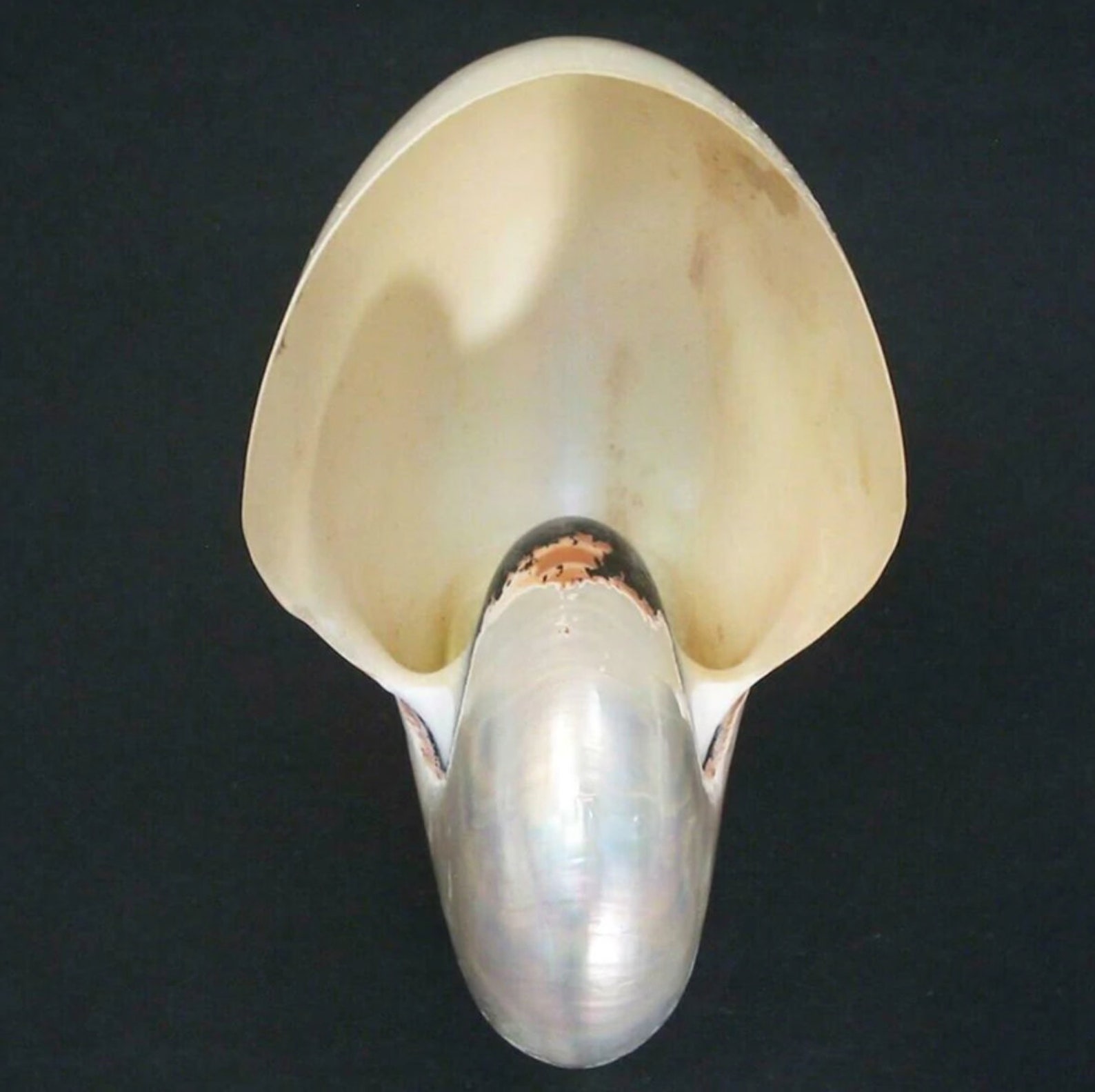 Big famous screw Natural Conch Nautilus shell starfish Craft | Etsy