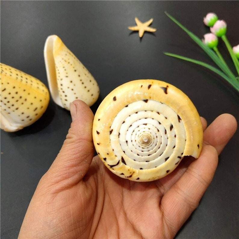 Rear Natural Corn Conch Yellow Big Shells Natural Conch - Etsy