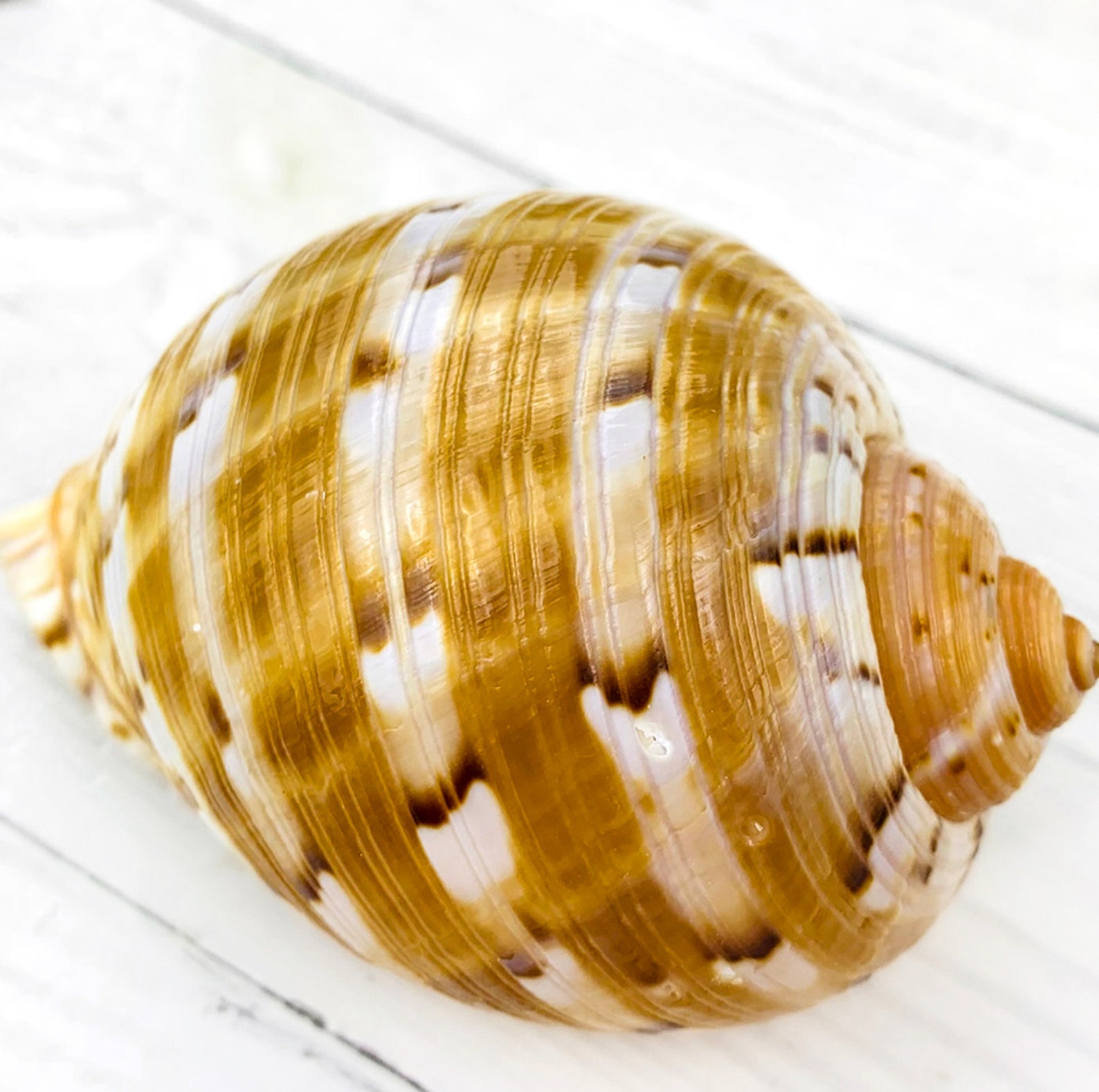 8-10cm LARGE Turban Natural Shell Shell & Conch Fish Tank - Etsy