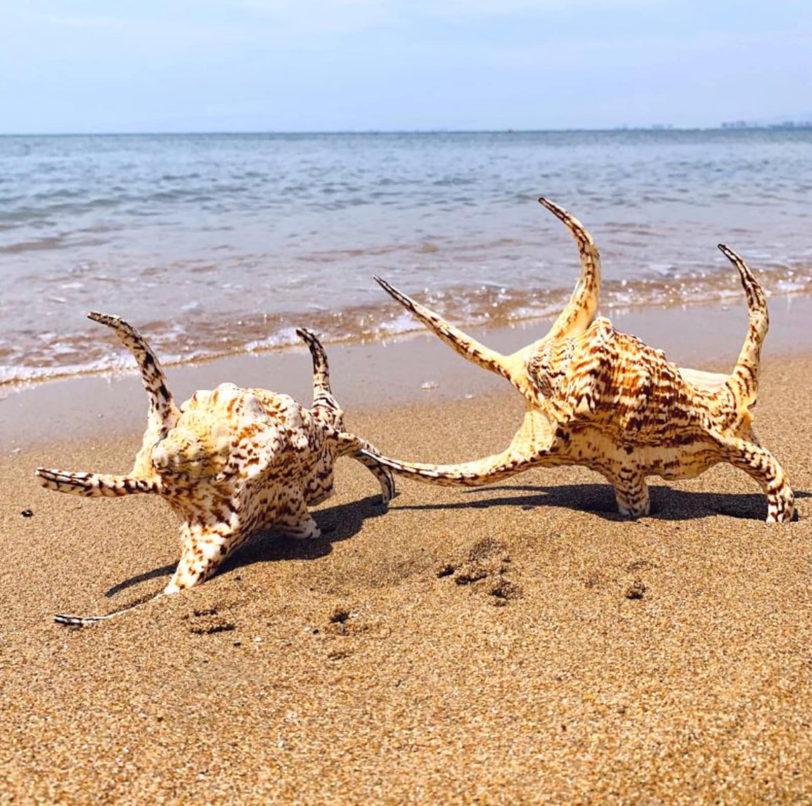 Rare 12-15 Cm Natural Large Conch Shells Natural Water Conch | Etsy