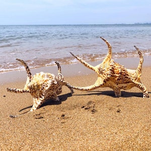 Rare 12-15 Cm Natural Large Conch Shells | Natural Water Conch Shells ...