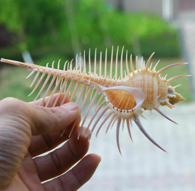 Natural Spiked Sea Shell: Mediterranean Conch Ornament (10-13cm) - Etsy