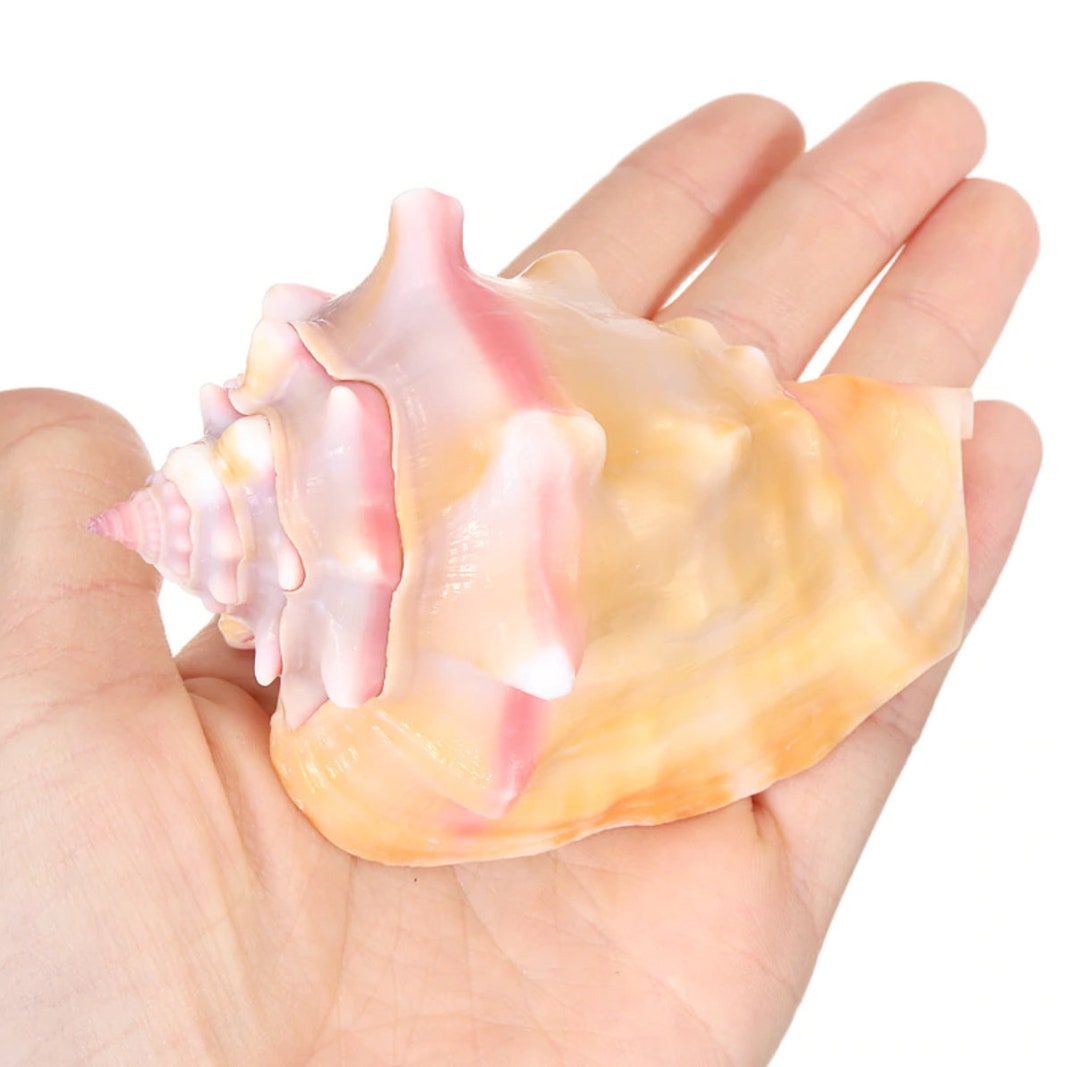 Rare Natural Pink Shell Conch Coral Sea Snail, Chinese Sea Snail ...