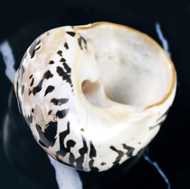 5x6cm Nautical African Black Gold Shell Conch Fossil Specimen - Etsy