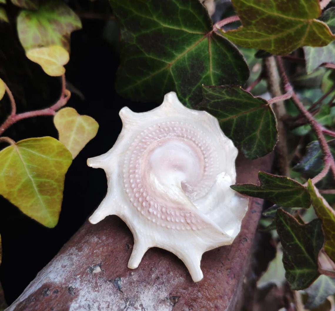 Rare Sea 3cm Natural Conch Shell Snail Natural Conch Natural | Etsy