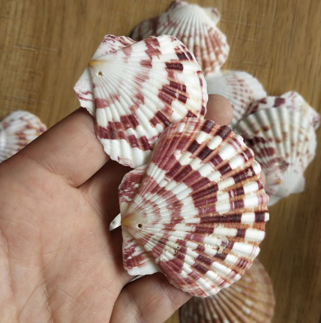 30pcs Natural Conch Sea Shell, Natural Decor Seashells Home Decoration ...
