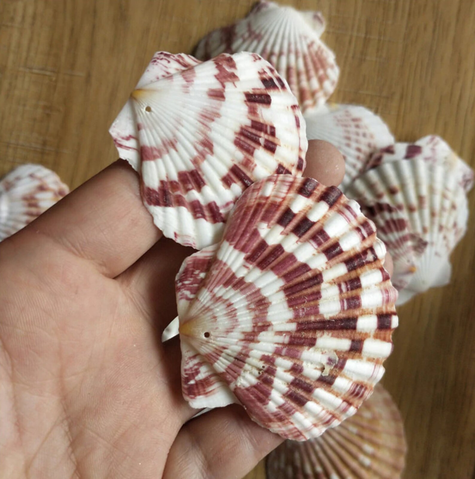 30pcs Natural Conch Sea Shell Natural Decor Seashells Home - Etsy