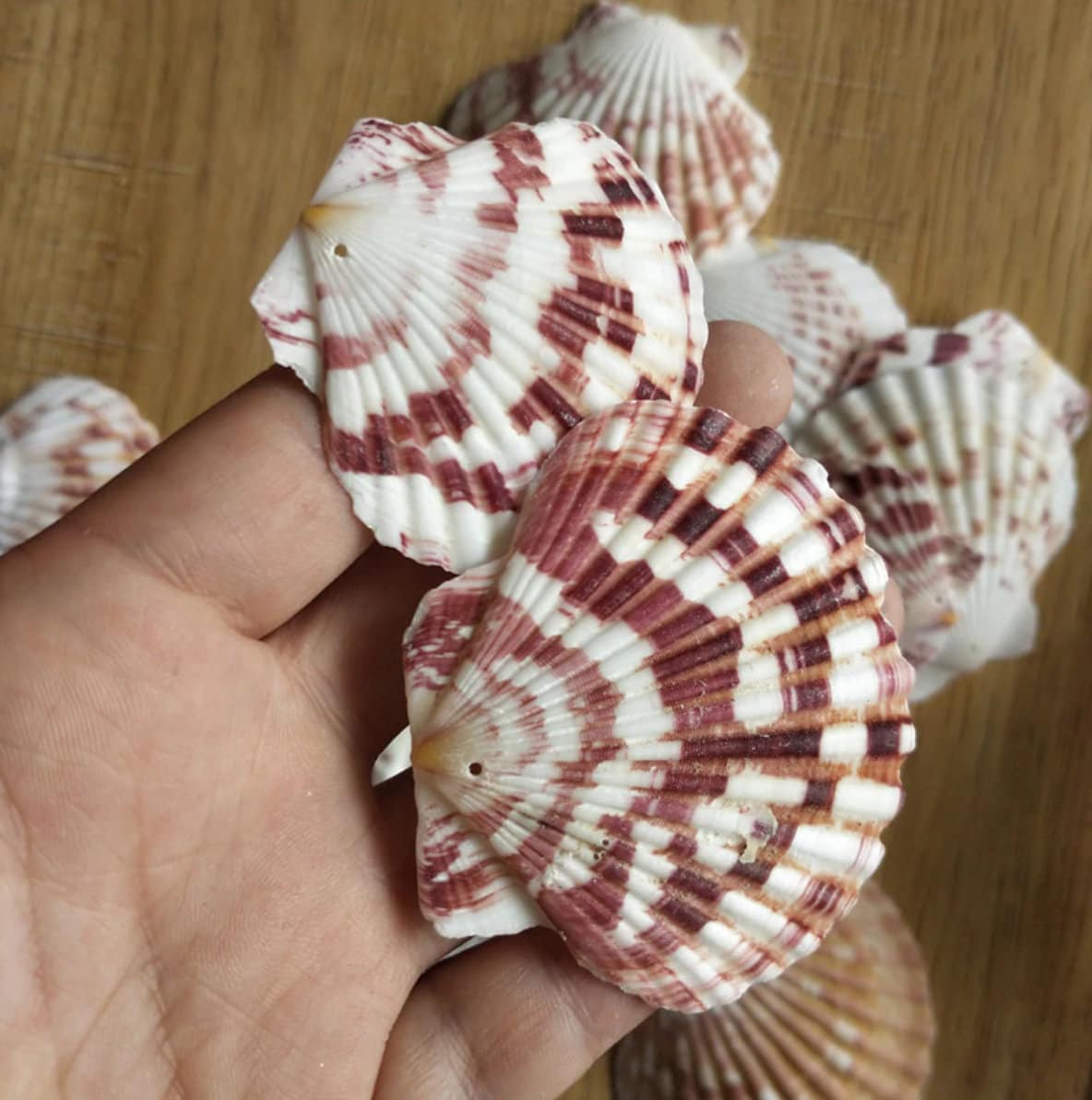 30pcs Natural Conch Sea Shell Natural Decor Seashells home | Etsy
