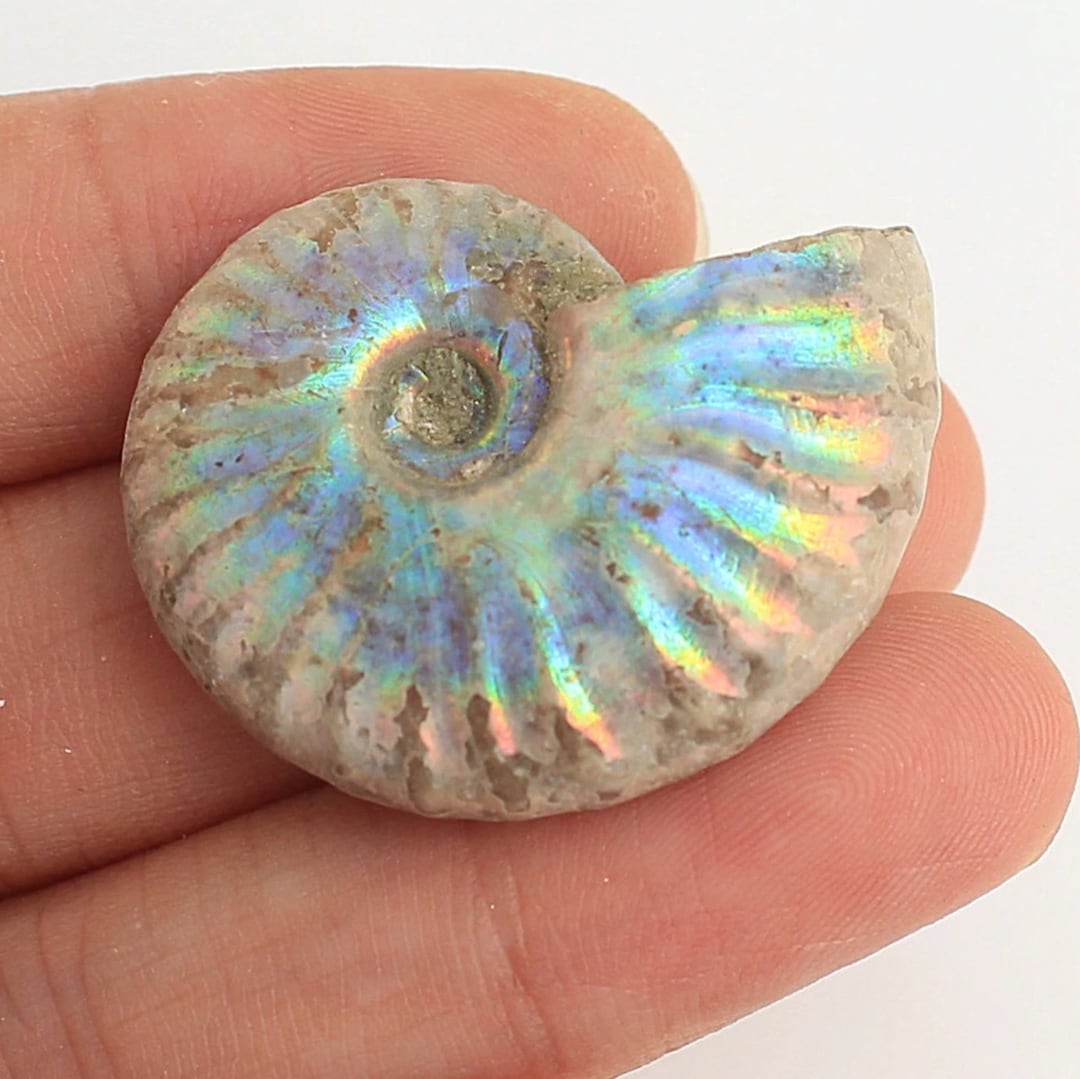 Rare Natural Conch Shell Starfish Craft Decoration, Immemorial Ammonite ...