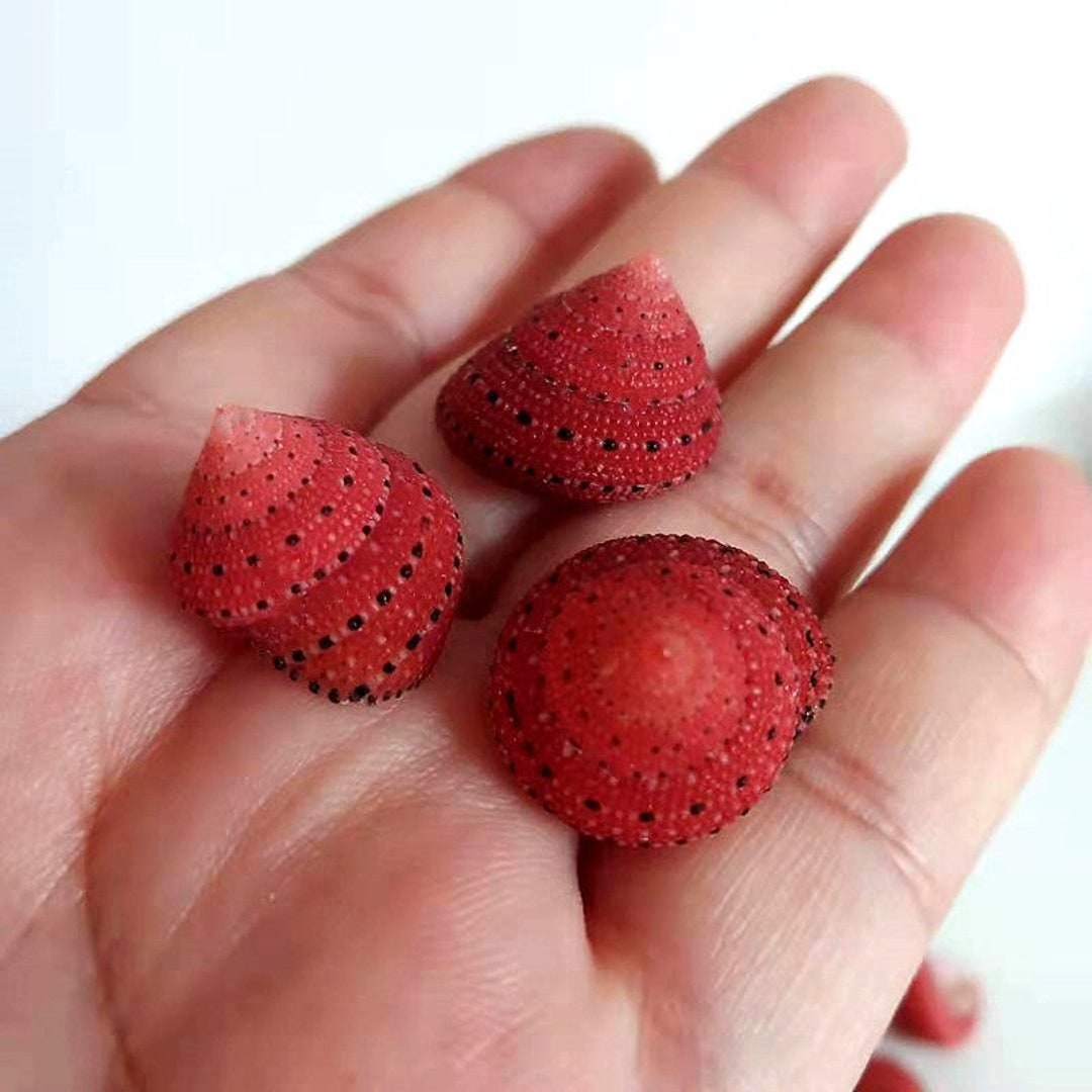 Rare Natural Shell Conch Strawberry Small Red Tower Conch Home ...