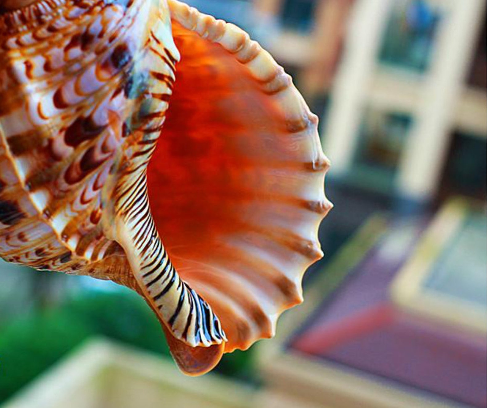 Marine Sea Decor 19-42cm Trumpet Triton Giant Conch Natural | Etsy