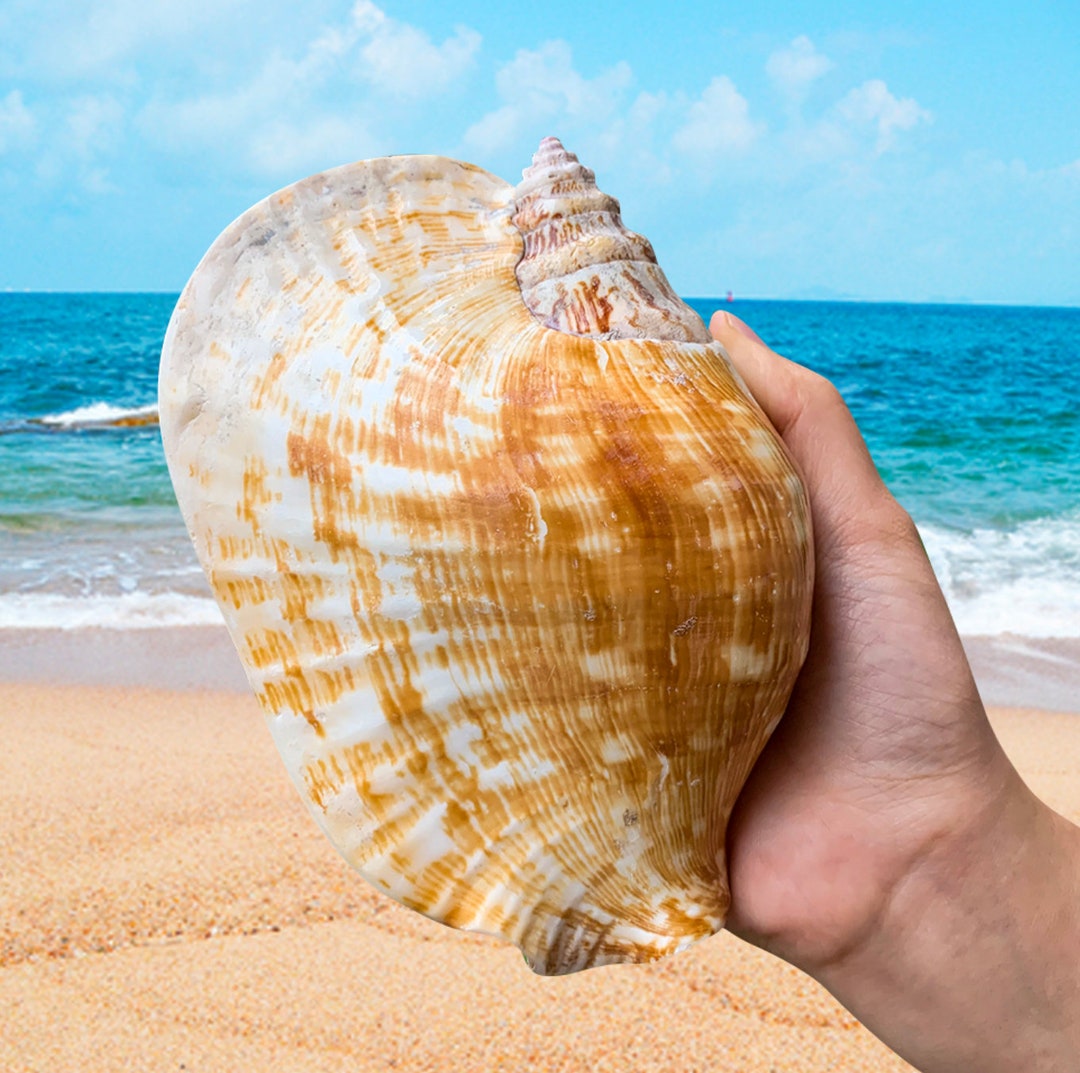 Large Natural Ear Conch Seashell: Nautical Home Decor, Craft ...