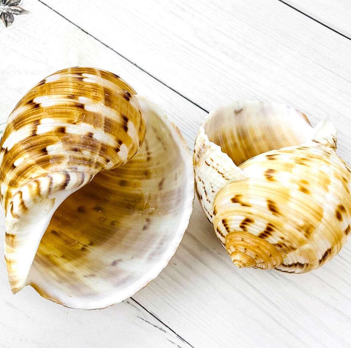 8-10cm LARGE Turban Natural Shell Shell & Conch Fish Tank - Etsy