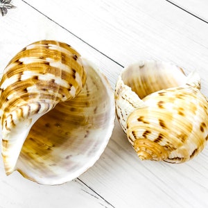 8-10cm LARGE Turban Natural Shell Shell & Conch Fish Tank Aquarium ...