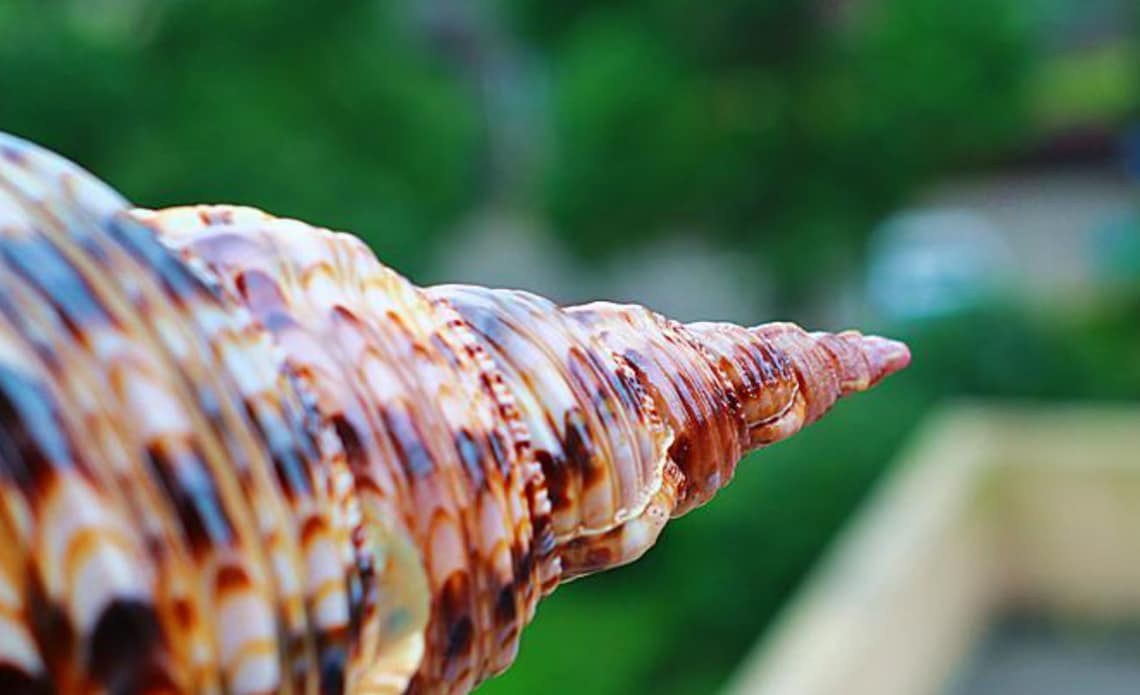 Marine Sea Decor 19-42cm Trumpet Triton Giant Conch Natural | Etsy