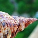 Marine Sea Decor 19-42cm Trumpet Triton Giant Conch Natural Craft ...