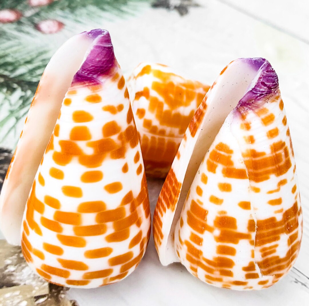 5-6cm RARE LARGE Natural Red Craft Conch Shell, Corn Conch Sea Shell ...