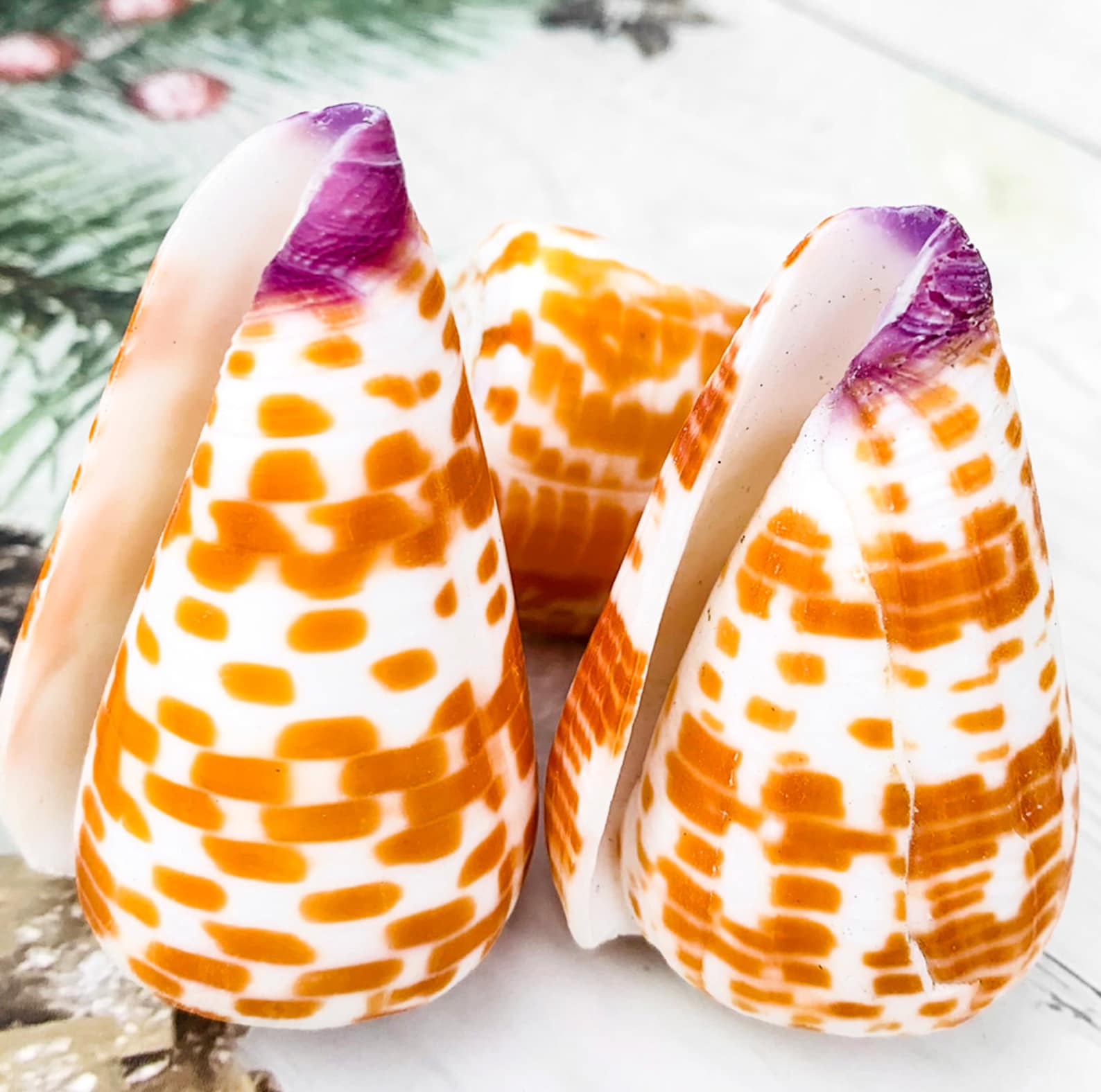 5-6cm RARE LARGE Natural red Craft Conch Shell Corn Conch Sea | Etsy