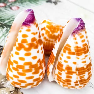 5-6cm RARE LARGE Natural Red Craft Conch Shell Corn Conch Sea - Etsy