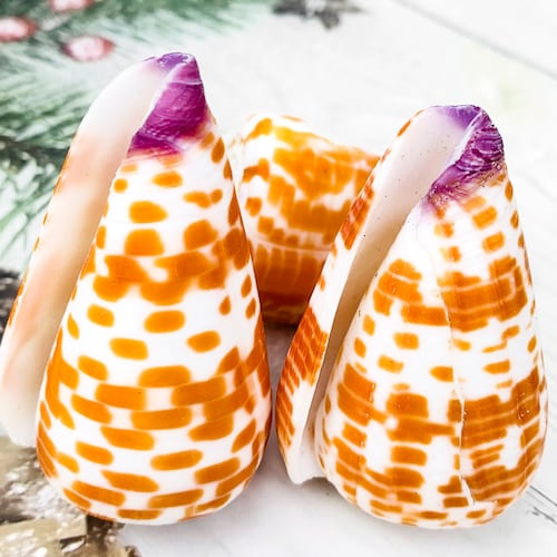 RARE LARGE 10-12cm Natural Craft Conch Shell Corn Conch Sea - Etsy