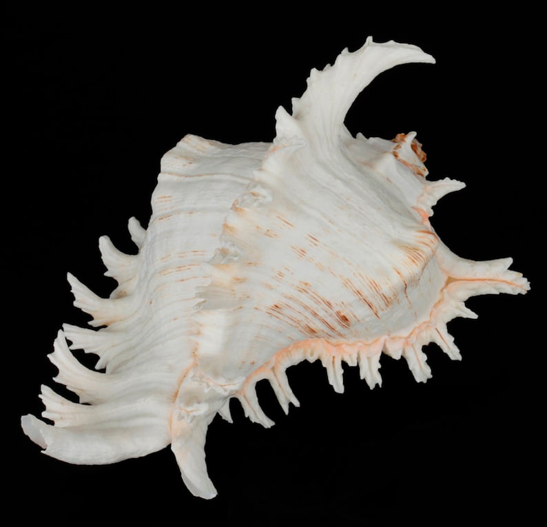 Giant Tridacna Clam Shell: Natural Sea Decor (10-21cm) - Etsy