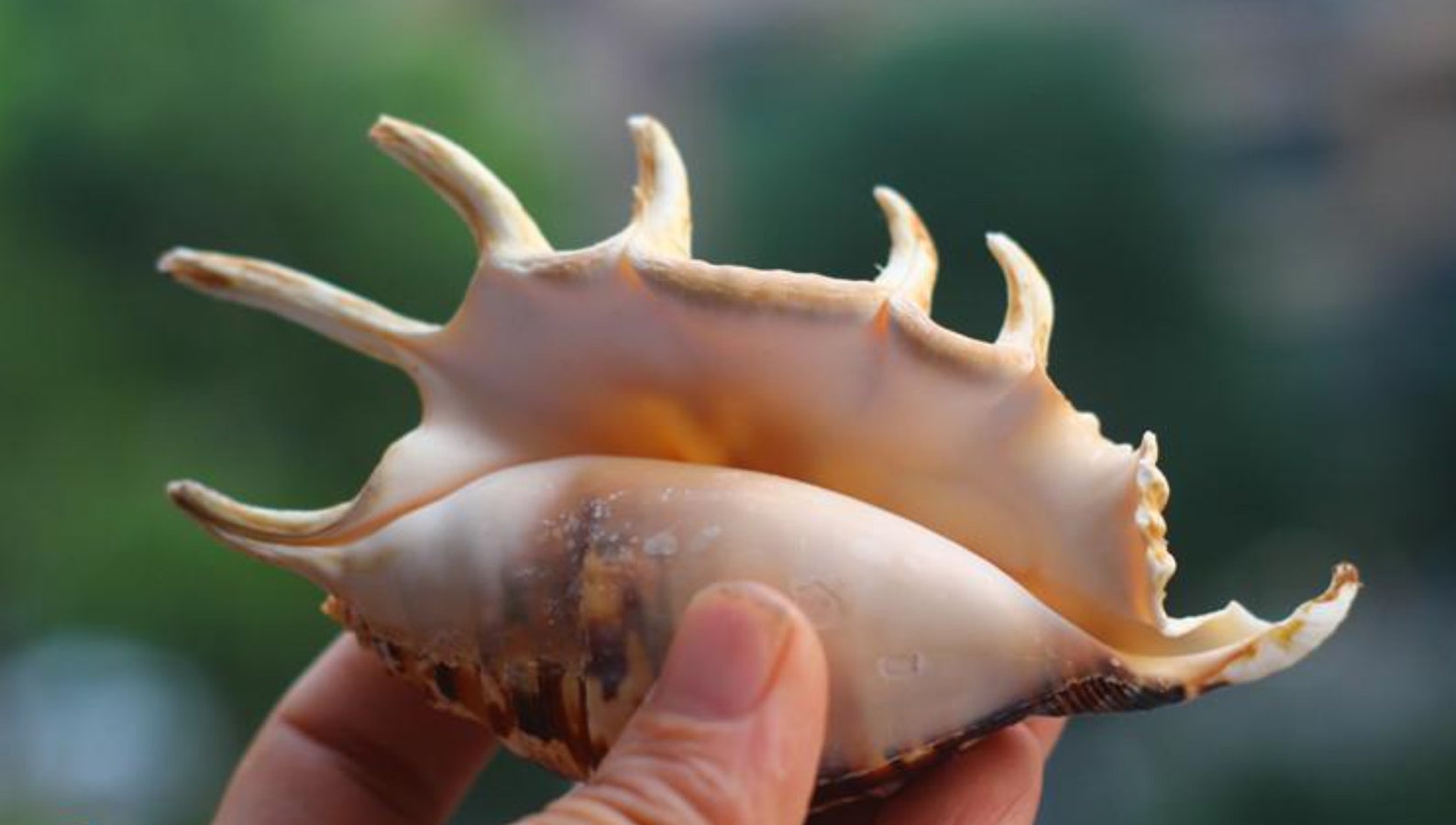 Extremely Rare 14-16cm Natural Large Conch Shells Floor - Etsy