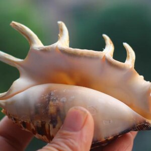 Extremely Rare 14-16cm Natural Large Conch Shells, Floor Decorations ...