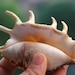 Extremely Rare 14-16cm Natural Large Conch Shells Floor - Etsy