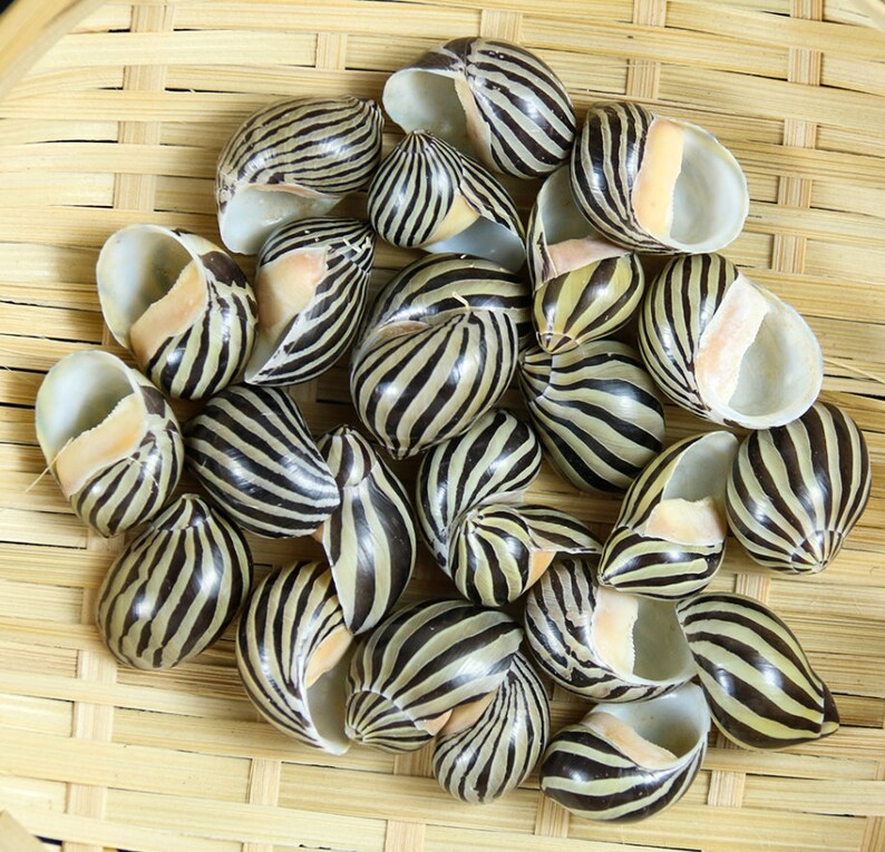 5 Zebra Conch Seashells: Natural Fossil Collectibles, Fish Tank Decor ...