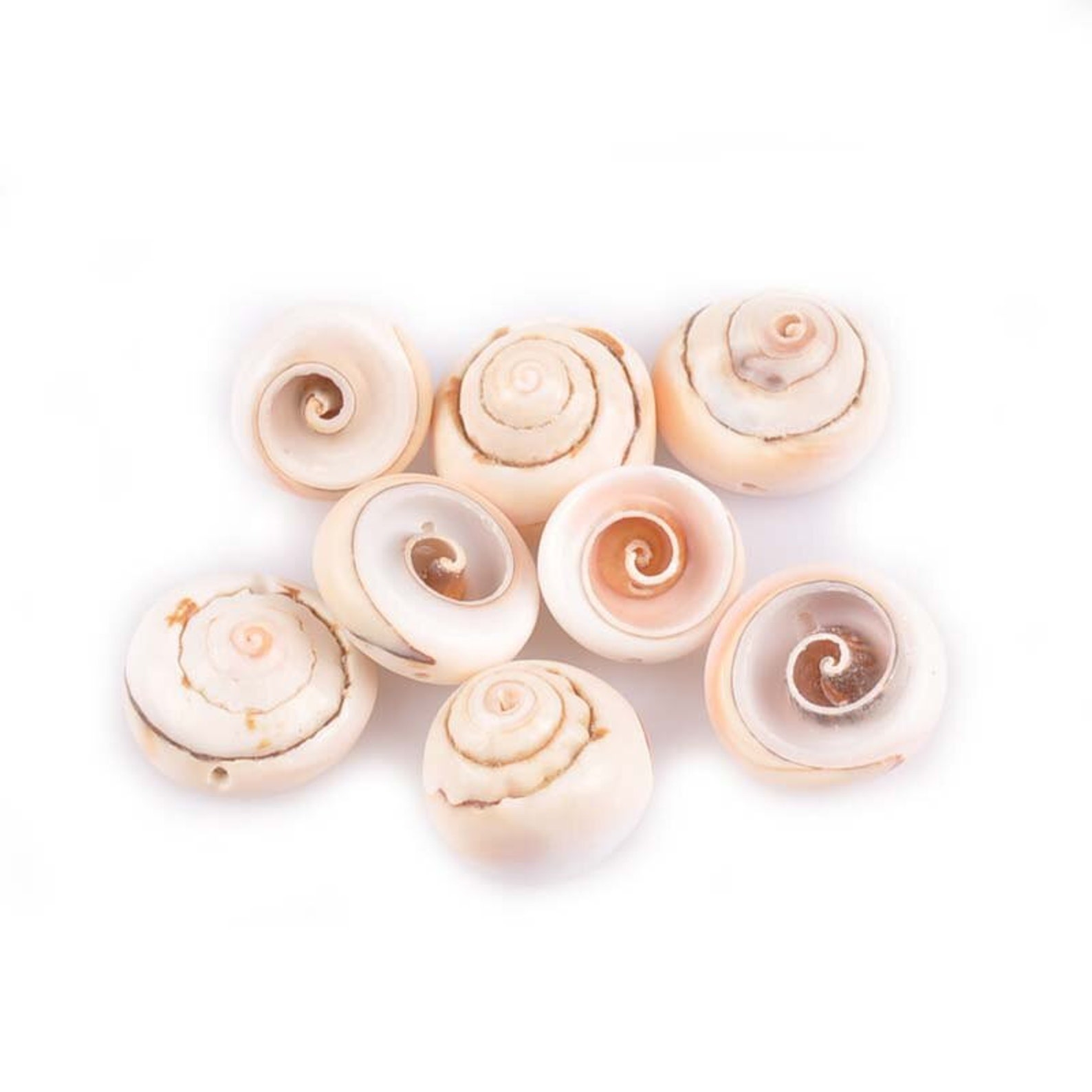 10pcs About 20mm Natural Spiral Seashells for Scrapbooking - Etsy UK
