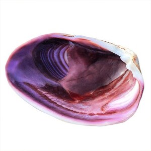 8-10cm Natural Shell Conch Purple Clam Shell Fish Tank Coral // Ocean ...