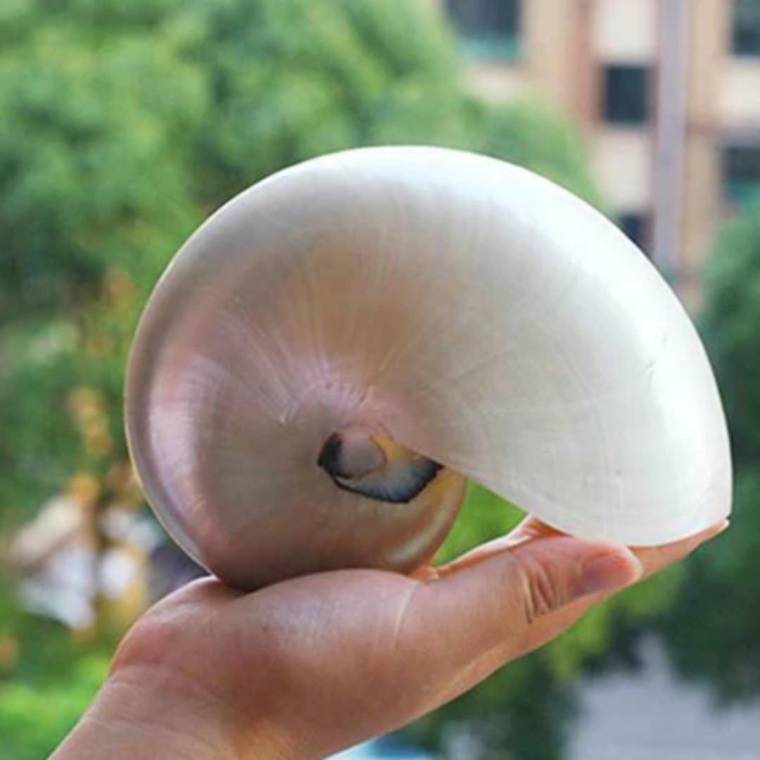 Natural Nautilus Seashell: Conch Shell for Home Decor (10-12cm) - Etsy