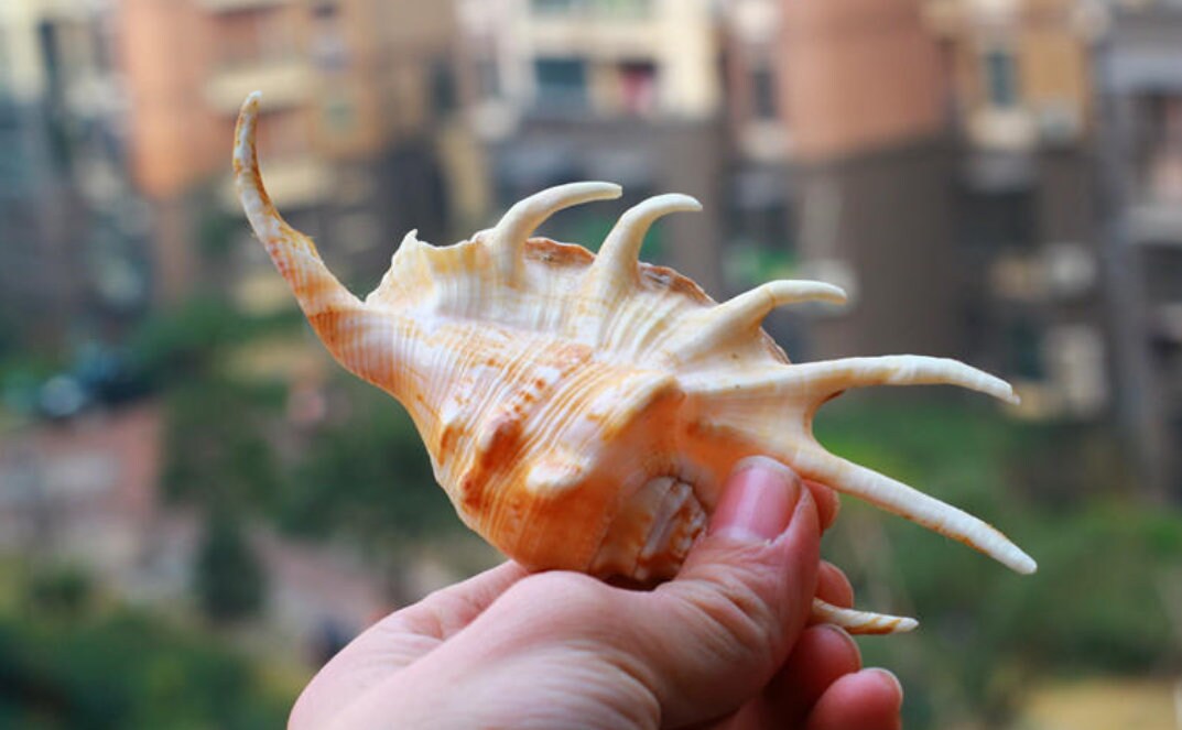 Extremely rare 15-16cm Natural large conch shells floor | Etsy