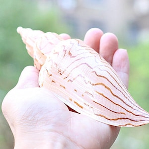 AAA LARGE 15-16CM RARE Natural Conch Shells Long Snails Dafa Screw ...