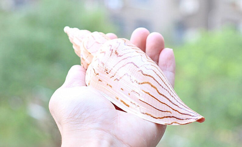 AAA LARGE 15-16CM RARE Natural Conch Shells Long Snails Dafa - Etsy